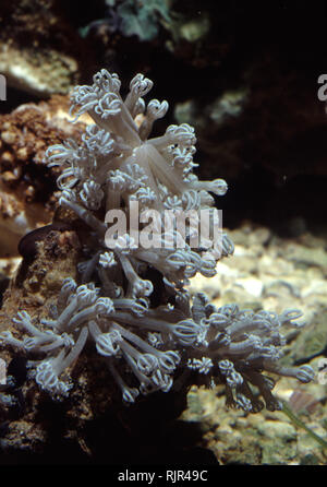 Pumping soft coral, Xenia sp Stock Photo - Alamy