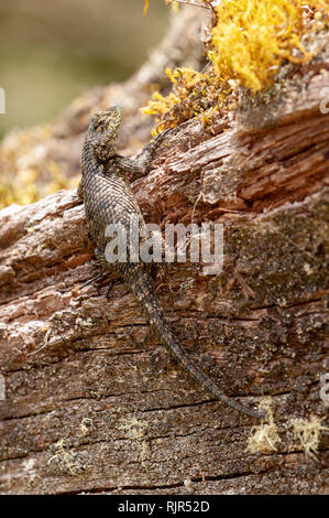 Green Spiny Lizard (Sceloporus malachiticus), also known as the emerald ...