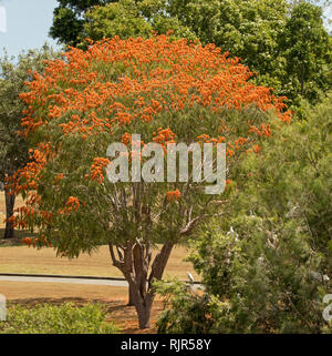 Colville's Glory Tree or Whip Tree Colvillea racemosa Endemic to ...
