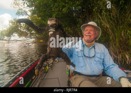A baby 3-toed sloth is a common sighting along some stretches of the ...