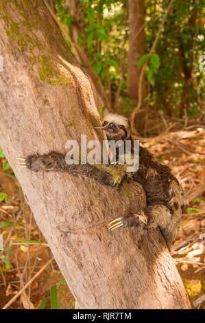 A baby 3-toed sloth is a common sighting along some stretches of the ...