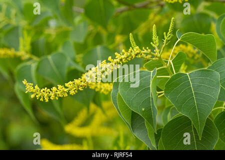 Sapium sebiferum,Chinese tallow tree, popcorn tree Stock Photo - Alamy