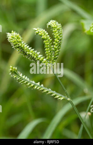 Finger millet (Eleusine coracana) plant growing in open field, Uganda ...