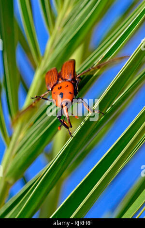 The palm weevil Rhynchophorus ferrugineus is one of two species of ...