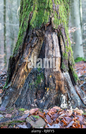Dead oak tree decomposing in historic primeval forest, Staverton Stock ...