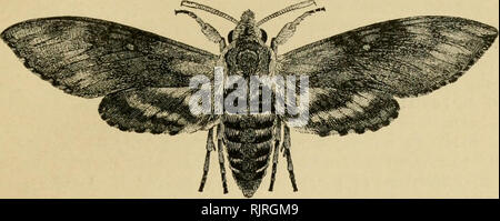 Common Australian Privet Hawk moth, psilogramma menephron, with ...