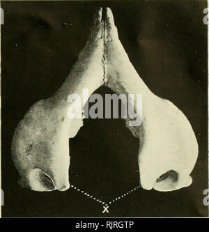 Wombat showing teeth Stock Photo - Alamy