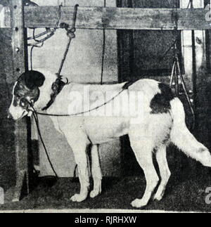 Pavlov and Dog Stock Photo - Alamy