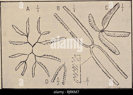 Tetragraptus fruticosus (J. Hall Stock Photo - Alamy