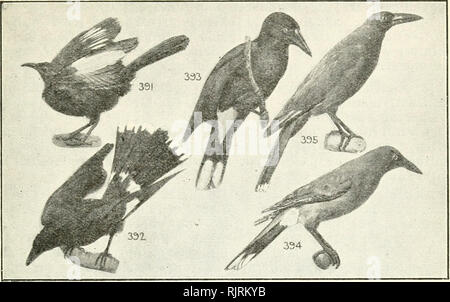 Pied currawong Strepera graculina bell magpie observing with eucalyptus ...