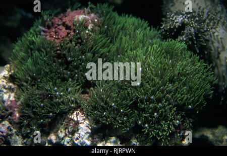 Star polyps (Pachyclavularia violacea Stock Photo - Alamy