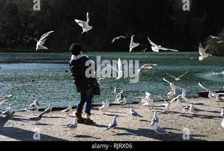 Arundel, West Sussex, UK. 7th Feb, 2019. Time to feed the seagulls on a ...