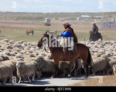 Chile, Magallanes, Patagonia, flock of sheep Stock Photo - Alamy