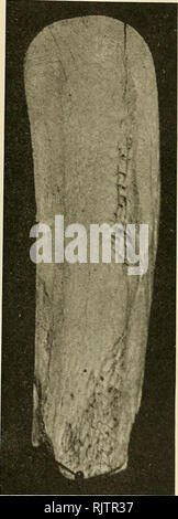 . Augustana Library publications. Scandinavians. ARTICLES JIADE B'ROM ...