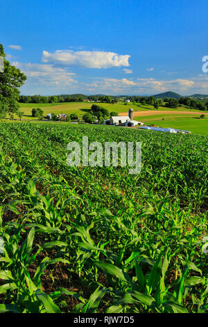 Corn Field, Dayton, Shenandoah Valley of Virginia, USA Stock Photo - Alamy