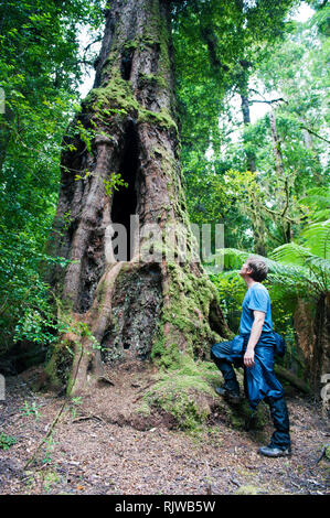 Admiring a thousand plus year old myrtle tree in the Tarkine, the ...