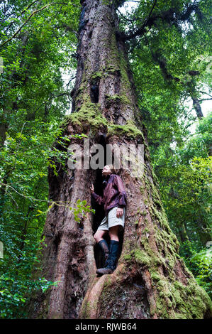 Admiring a thousand plus year old myrtle tree in the Tarkine, the ...