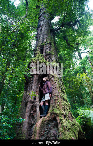 Admiring a thousand plus year old myrtle tree in the Tarkine, the ...