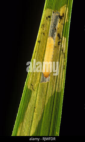 Paddy hispa (Dicladispa armigera) larva exposed in leaf mine in rice ...