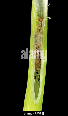 Asian rice gall midge, Orseolia oryza, adult of major pest on rice ...