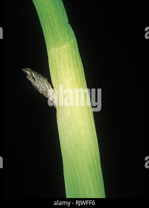 Asian rice gall midge, Orseolia oryza, adult of major pest on rice ...