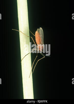 Asian rice gall midge, Orseolia oryza, adult of major pest on rice ...