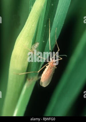 Asian rice gall midge, Orseolia oryza, adult of major pest on rice ...