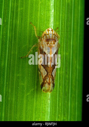 Zigzag rice leafhopper (Recilia dorsalis) adult plant hopper pest on ...
