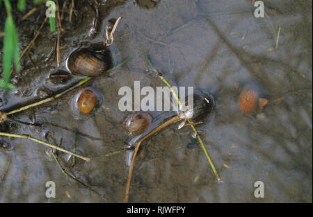 Golden or Channeled apple snails, Pomacea caniculata, introduced eible ...