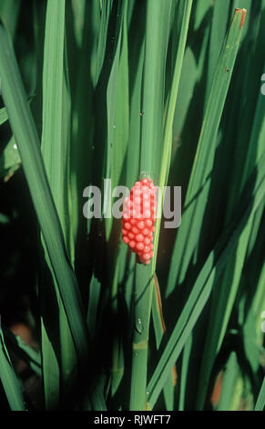 Golden apple snail eggs (Pomacea canaliculata) on taro plant (Colocasia ...