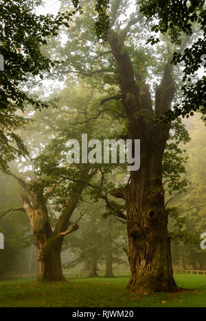 Oaktrees at Ivenack "Ivenacker Eichen" Mecklenburg-Pomerania, Germany ...