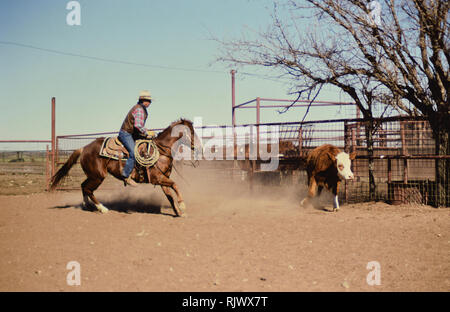 American Cowboys: 1990s cowboy working out his cutting horse on a Texas ...