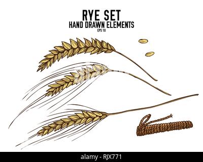 Rye Grass, vintage engraved illustration. Dictionary of words and ...