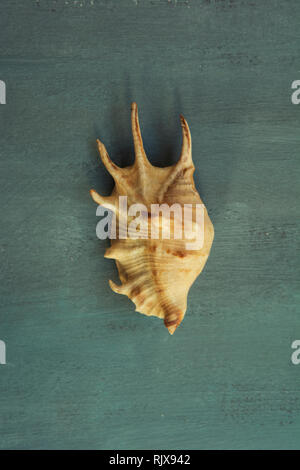 Queen conch (Strombus gigas) seashells harvested for their meat, Hat ...