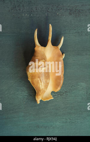 Queen conch (Strombus gigas) seashells harvested for their meat, Hat ...