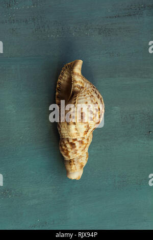 Queen conch (Strombus gigas) seashells harvested for their meat, Hat ...