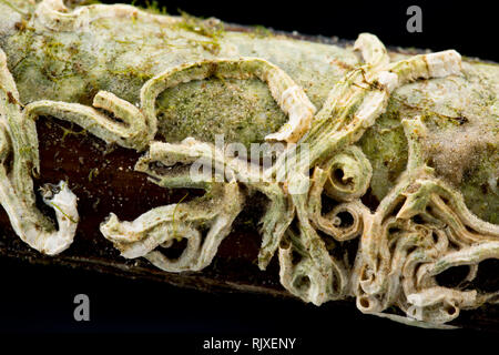 Calcareous tubes made by tube worms on a pebble found on the shoreline ...