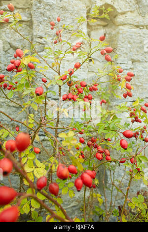 Rose hip red tasty berries hanging on branch close up. Healthy herb ...
