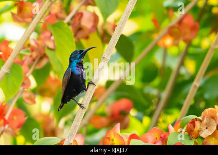 Male Purple Sunbird perching isolated on Orange Chinese Hat Plant Stock ...