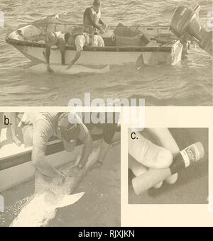 shark acoustic transmitter Stock Photo - Alamy