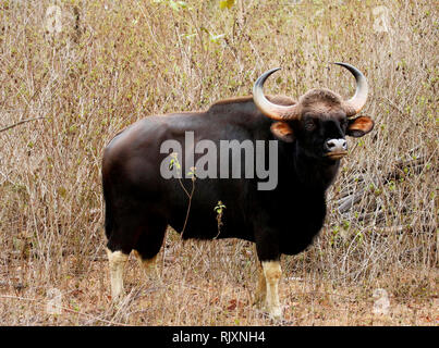 Gaur (Bos Gaurus), Bandipur Wildlife Sanctuary , Karnataka, India Stock ...