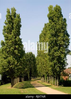 An avenue of tall Lombardy Poplar trees at Fletcher Moss in Didsbury ...