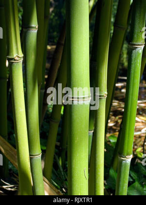 Green Glaucous Bamboo Stock Photo - Alamy