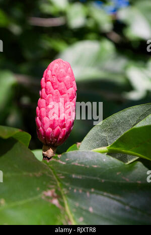 Cucumber-tree (Magnolia acuminata Stock Photo - Alamy