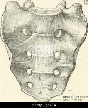 Transverse Lines Of Sacrum