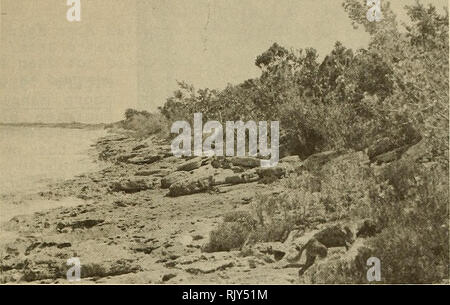 Conocarpus erecta L Stock Photo - Alamy