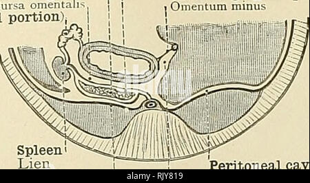 Anatomy of the digestive organs, portion of the small intestine ...