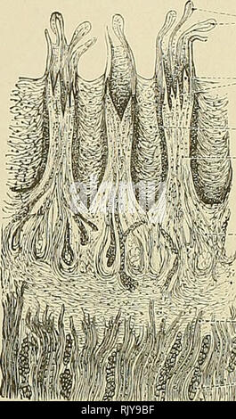 Filiform papillae in a tongue longitudinal section. X25 at 10 cm wide ...