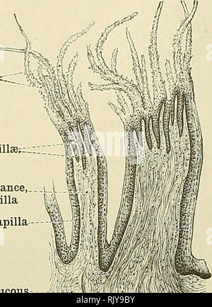 Filiform papillae in a tongue longitudinal section. X25 at 10 cm wide ...