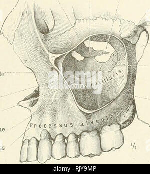. The anatomy of the human body. Human anatomy; Anatomy. SUPERIOR ...